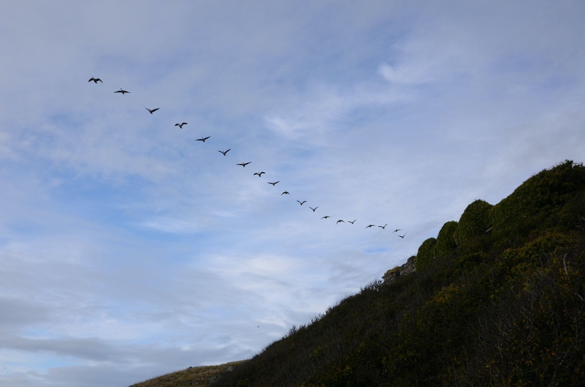 Murmurations in Ukraine