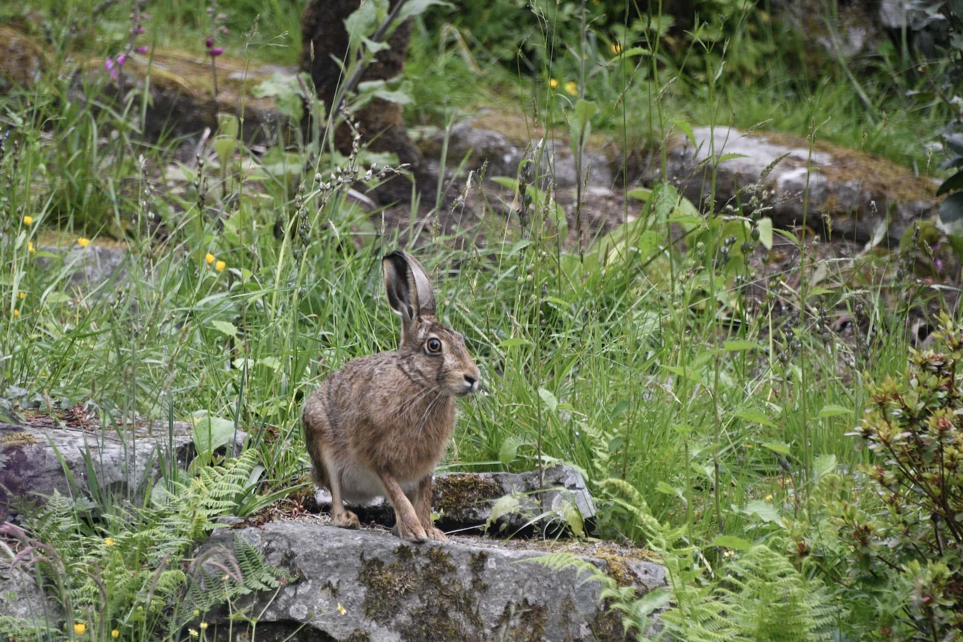 A Solstice Hare